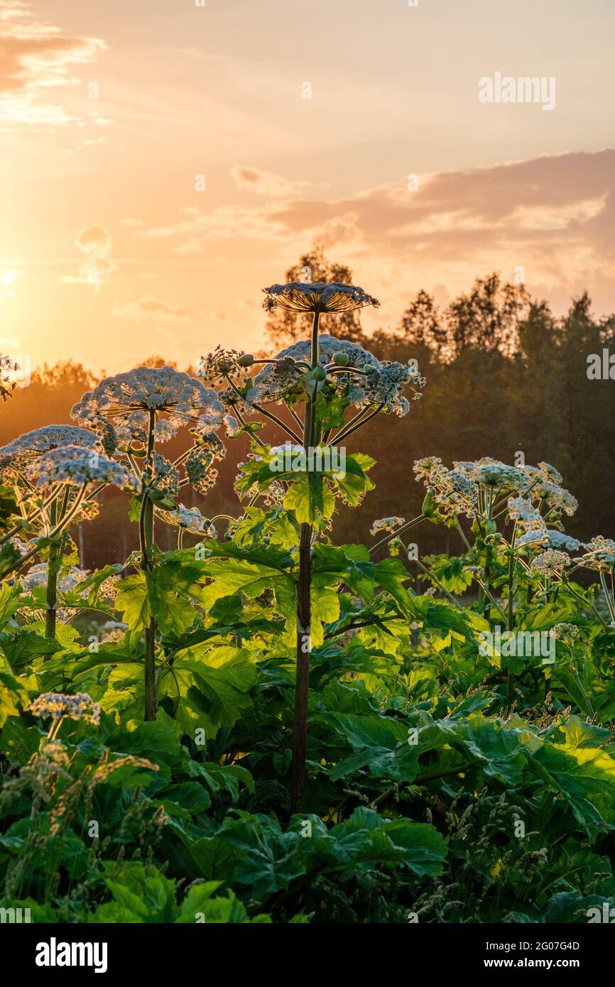 cow parsnip (Heracleum sosnowsky) field in bright sunset light in ...