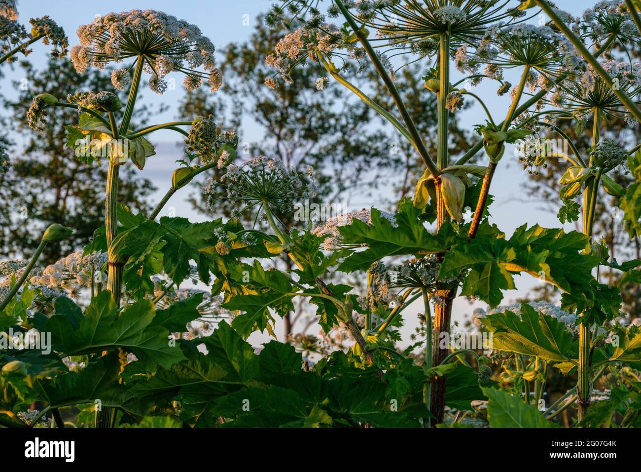 cow parsnip (Heracleum sosnowsky) field in bright sunset light in ...