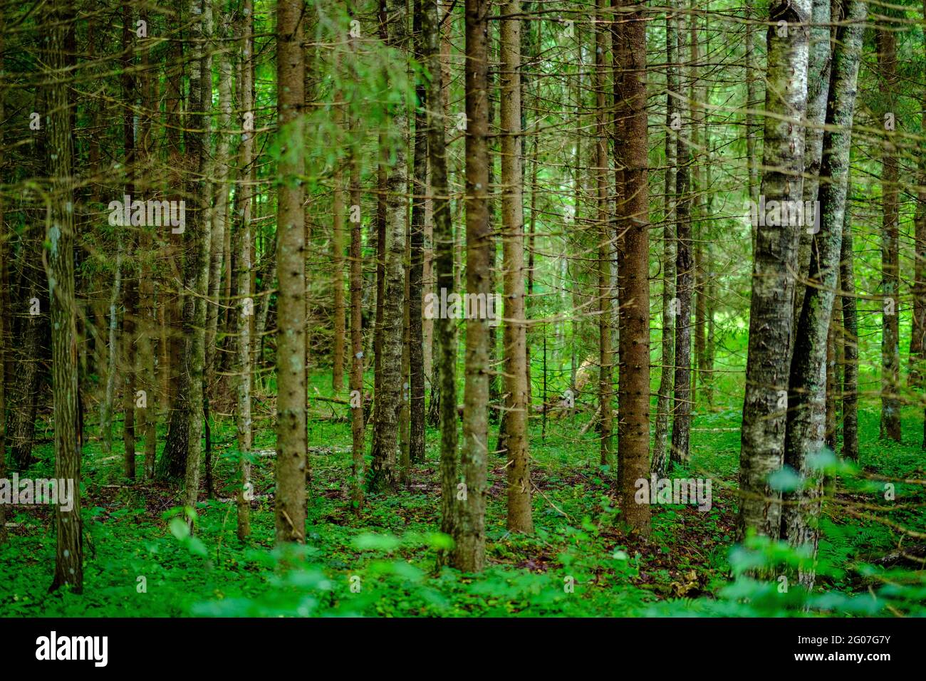 abstract tree trunk wall near open field and the forest borderline ...