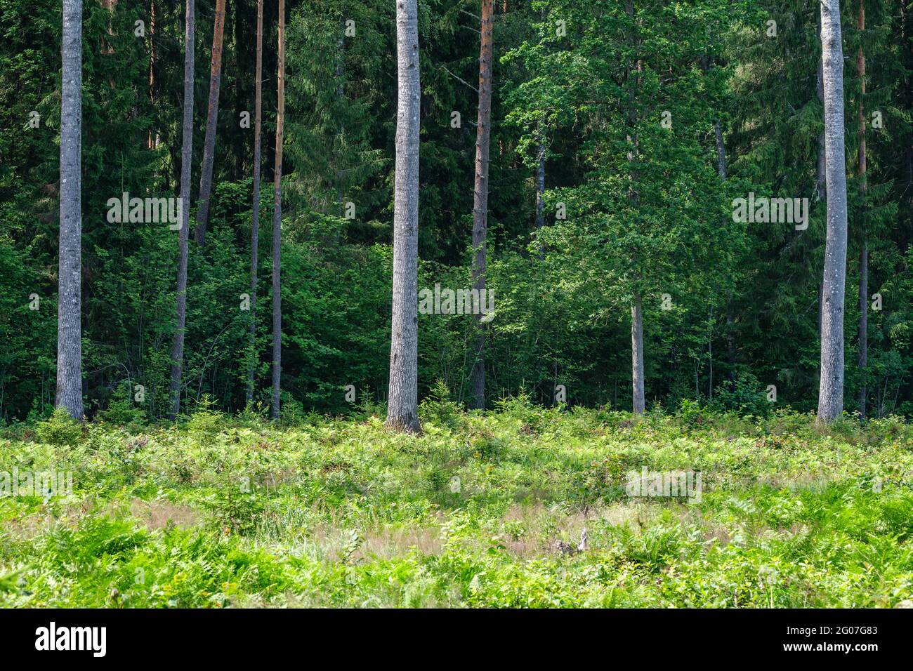 abstract tree trunk wall near open field and the forest borderline ...
