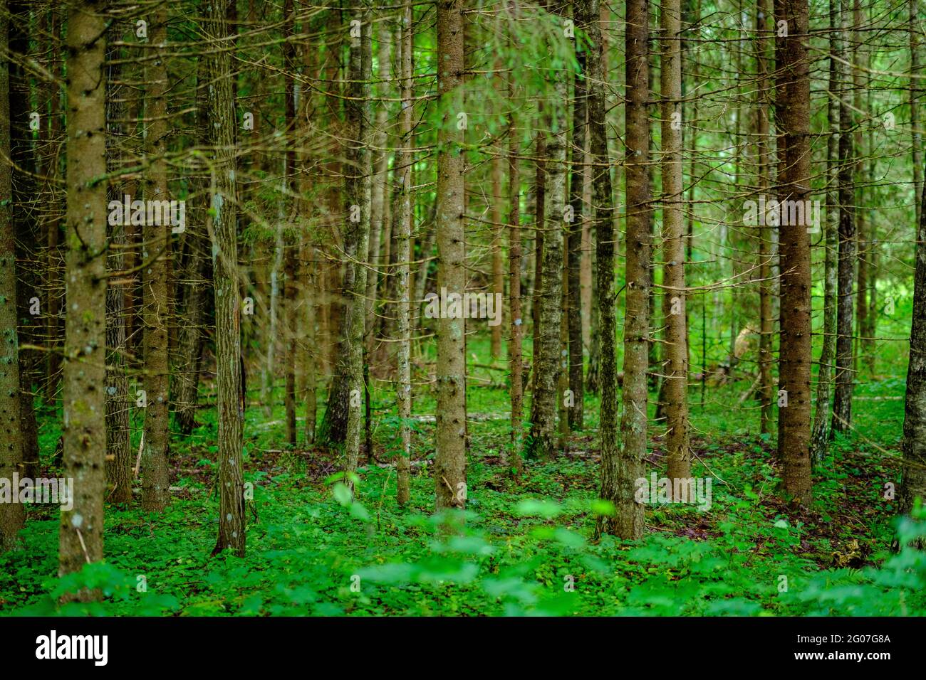 abstract tree trunk wall near open field and the forest borderline ...