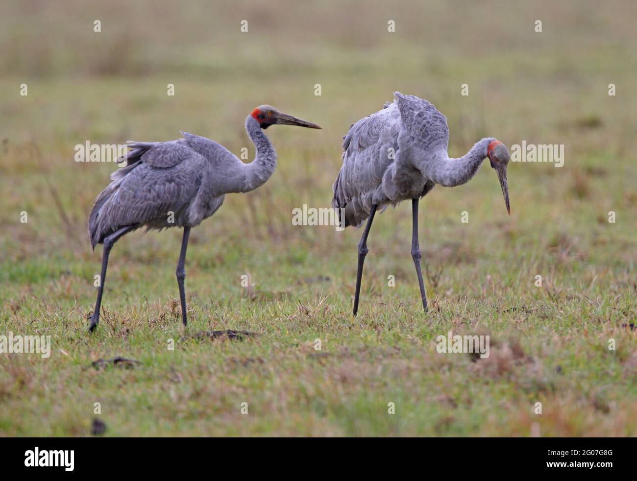Watching brolga australia hi-res stock photography and images - Alamy