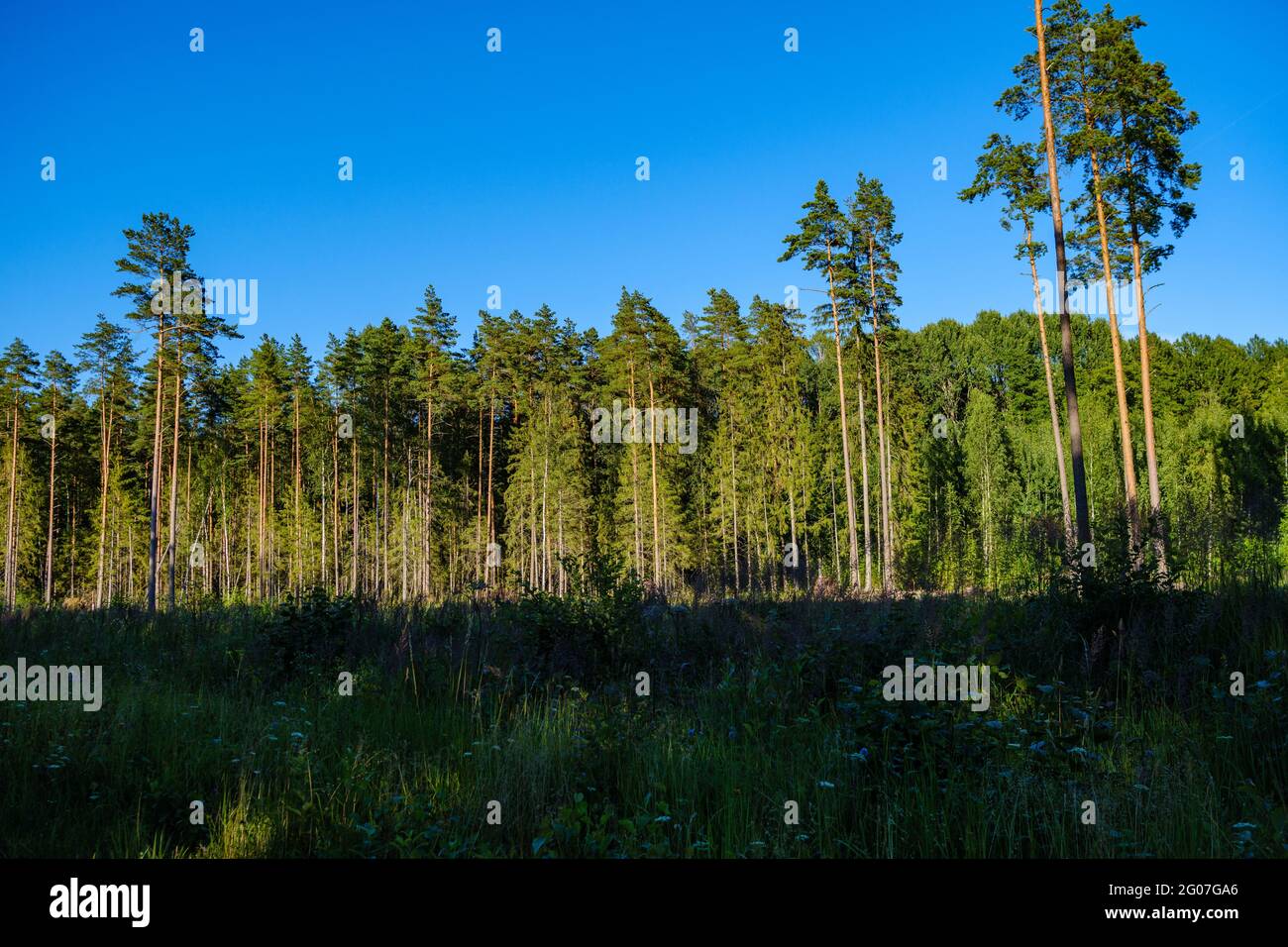 abstract tree trunk wall near open field and the forest borderline ...
