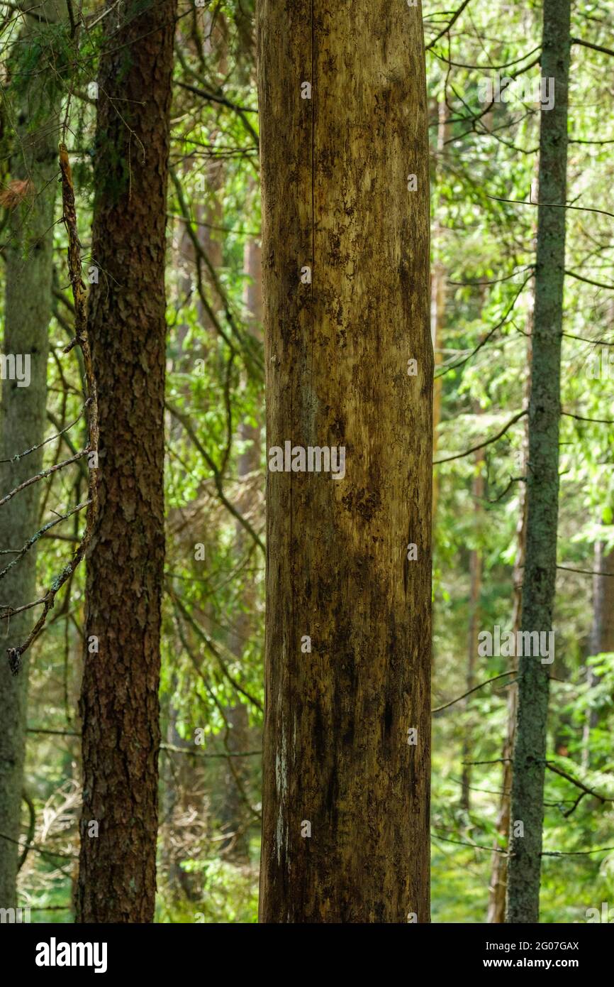 abstract tree trunk wall near open field and the forest borderline ...