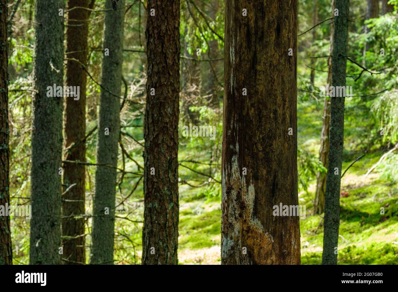 abstract tree trunk wall near open field and the forest borderline ...
