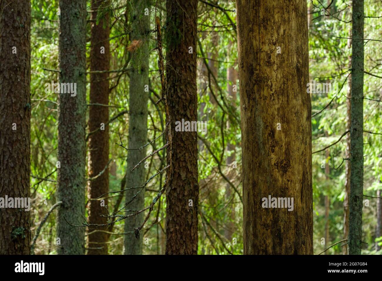 abstract tree trunk wall near open field and the forest borderline ...