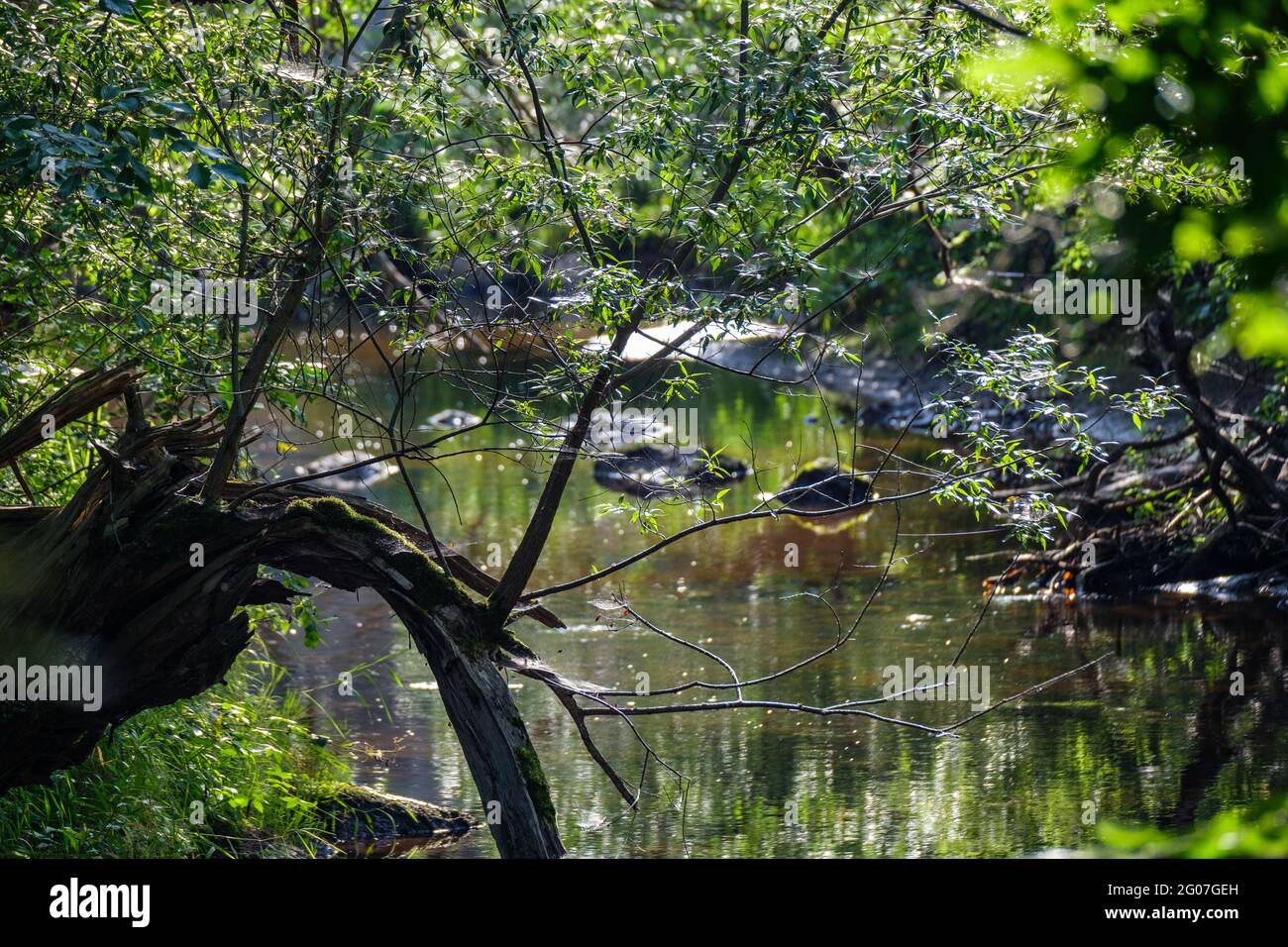 old fallen tree trunk stomp in wild forest with dry roots in the air ...