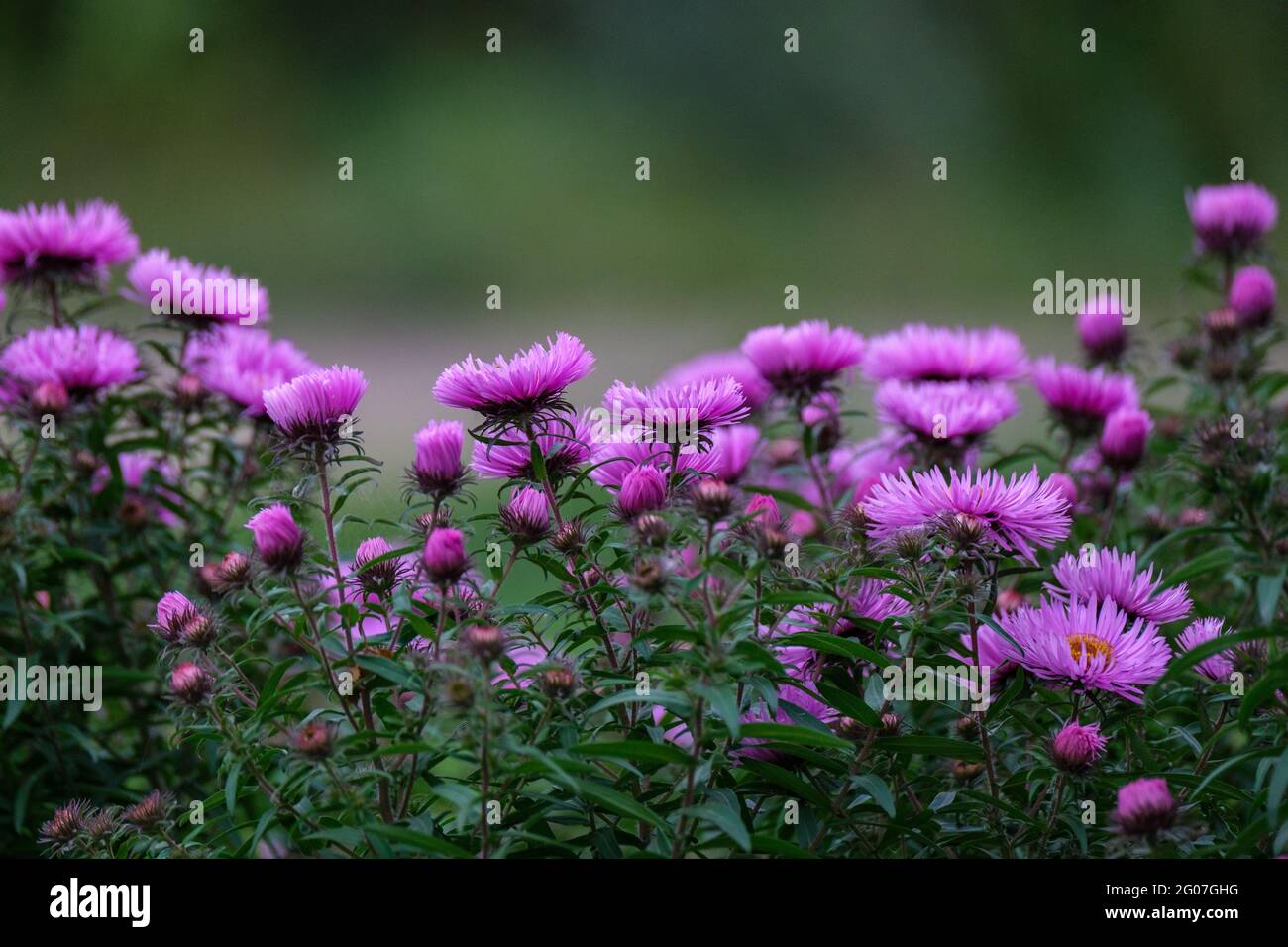 purple summer flowers blooming in the garden at countryside Stock Photo ...