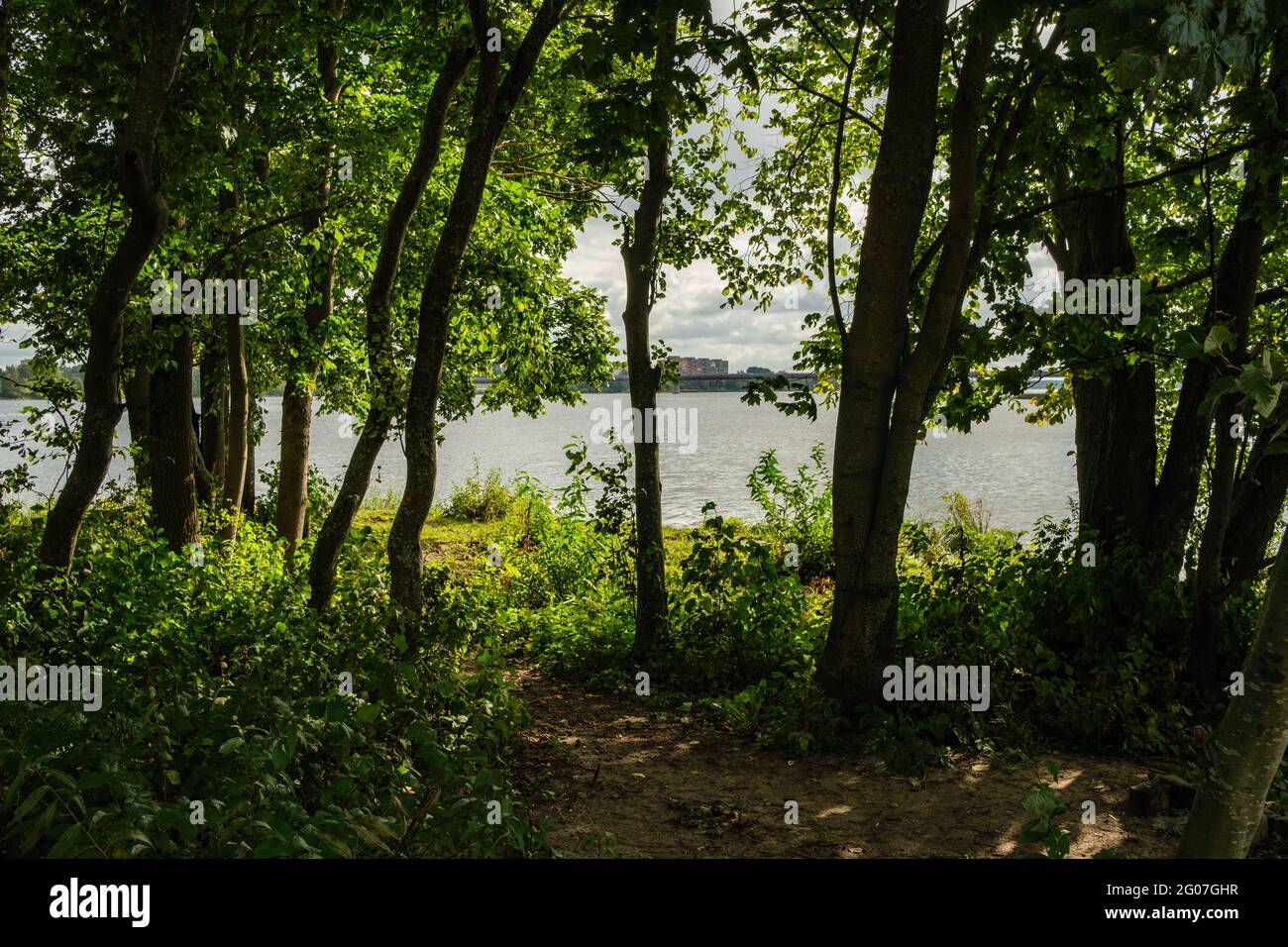 abstract tree trunk wall near open field and the forest borderline ...
