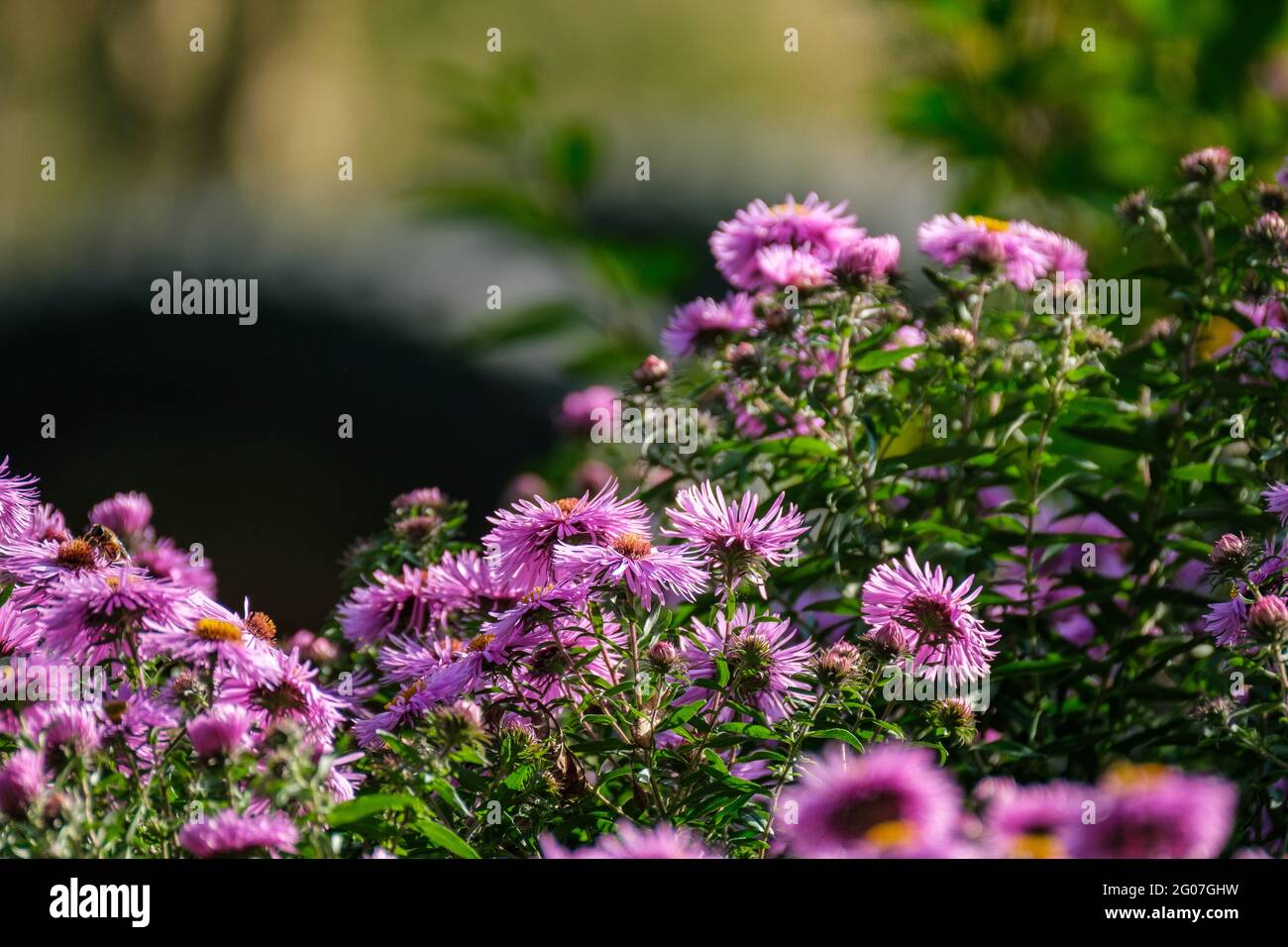 purple summer flowers blooming in the garden at countryside Stock Photo ...
