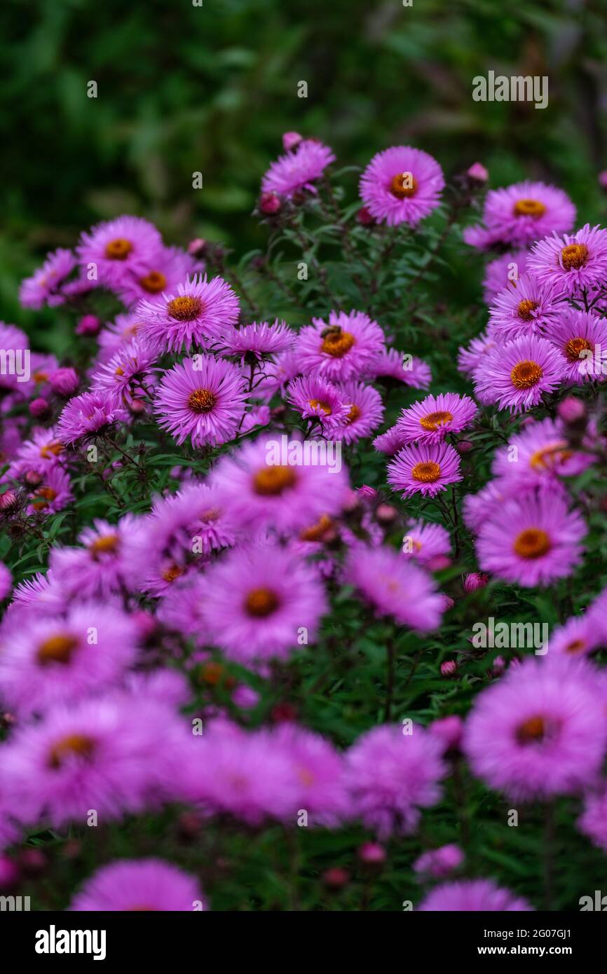 purple summer flowers blooming in the garden at countryside Stock Photo ...
