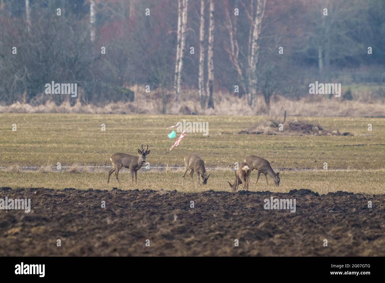 pack of deer eating in spring fields in countryside Stock Photo - Alamy