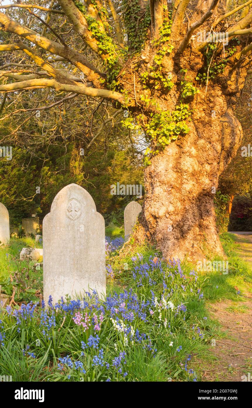 Bluebells in Southampton Old Cemetery on Southampton Common Stock Photo ...