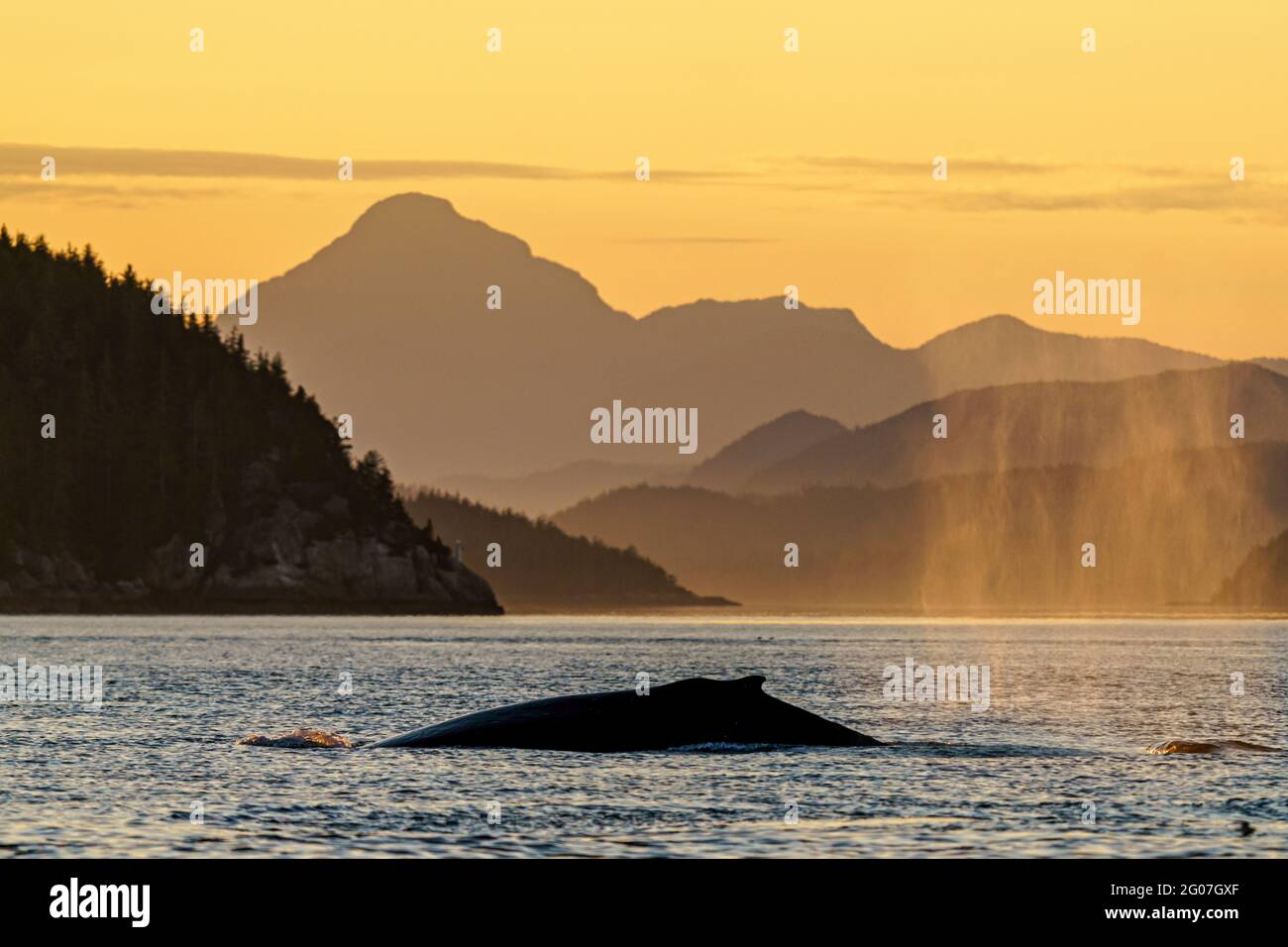 Humpback whales (Megaptera novaaeangliae) in Blackfish Sound, First ...