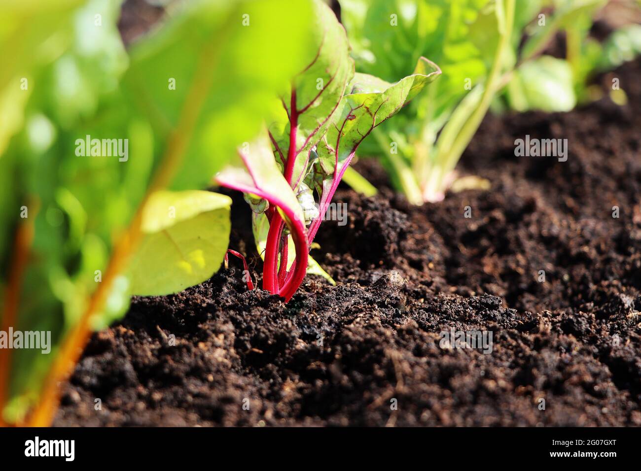 Red, yellow, white fresh rainbow Swiss chard growing in farm. Close up ...