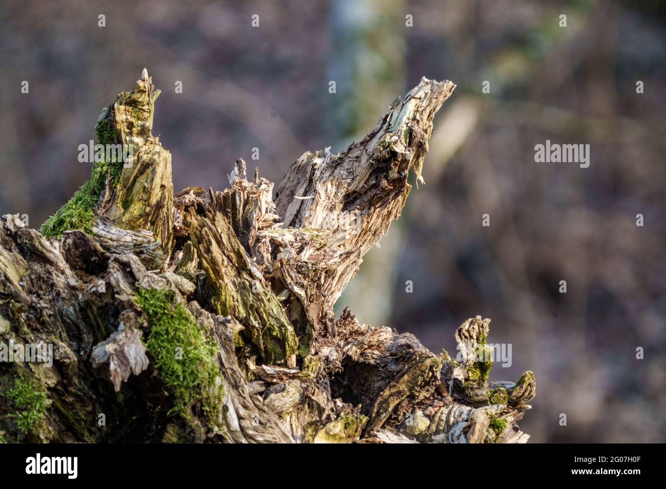 old fallen tree trunk stomp in wild forest with dry roots in the air ...