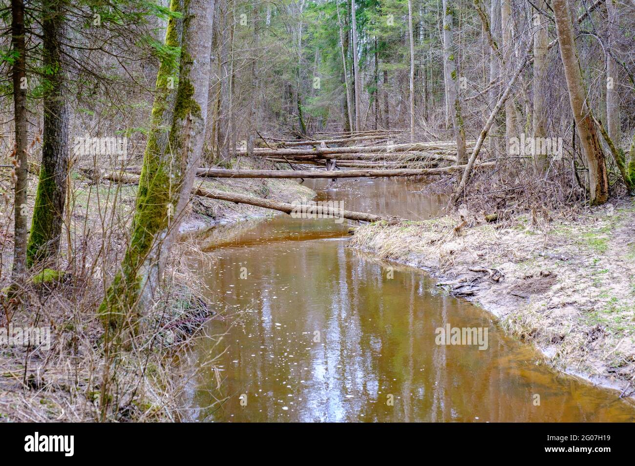 calm forest smal lriver with small waterfall from natural rocks. water ...