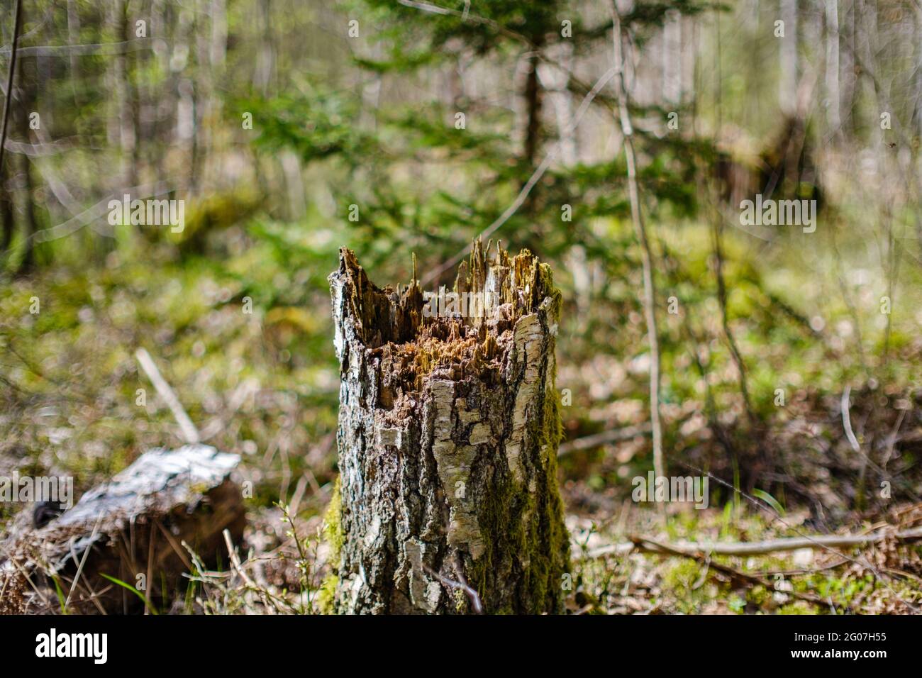 old fallen tree trunk stomp in wild forest with dry roots in the air ...