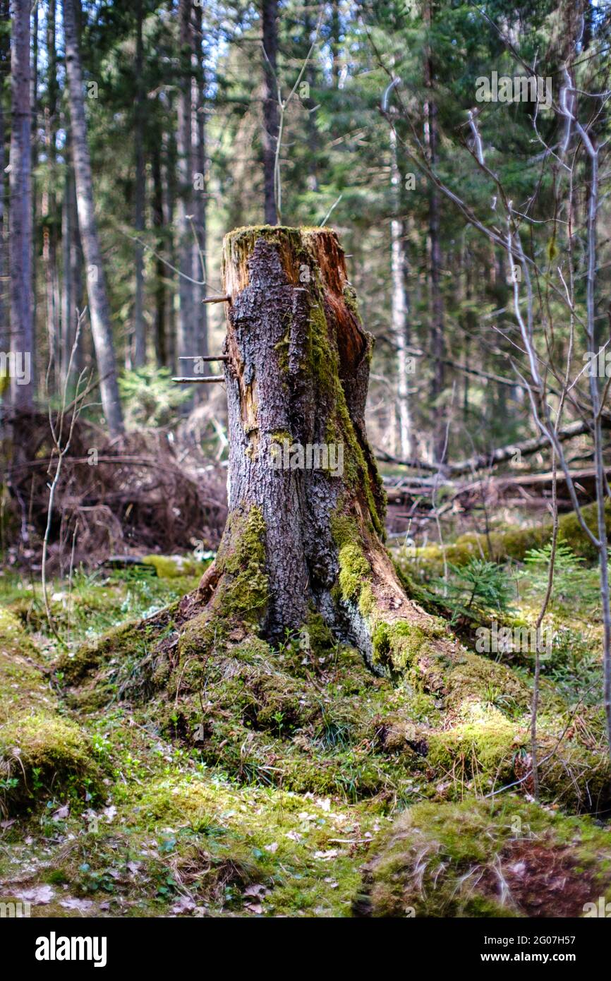 old fallen tree trunk stomp in wild forest with dry roots in the air ...