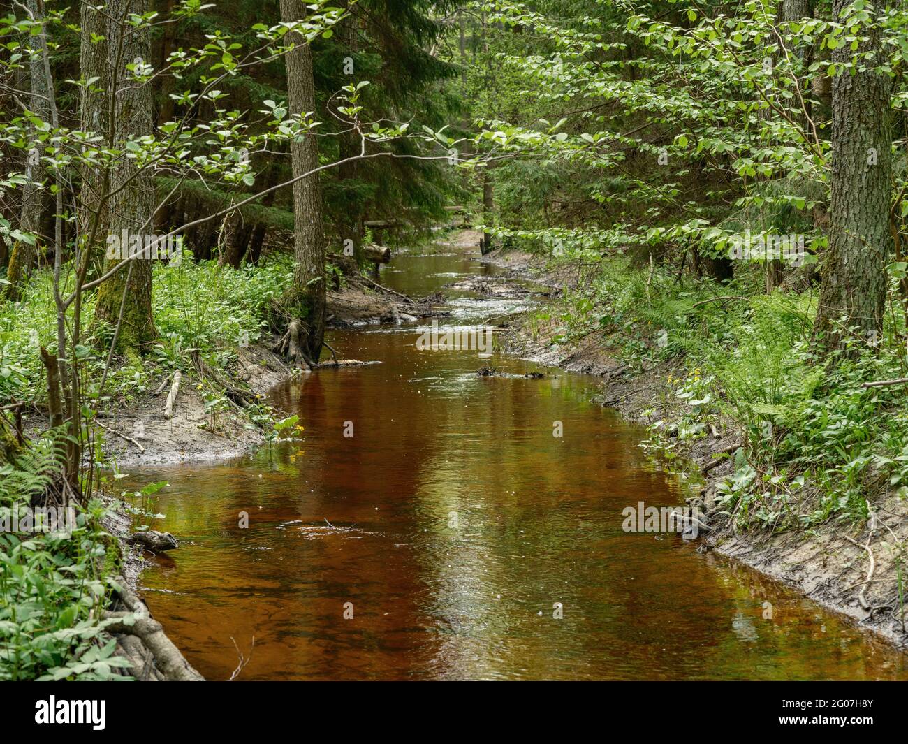 calm forest smal lriver with small waterfall from natural rocks. water ...