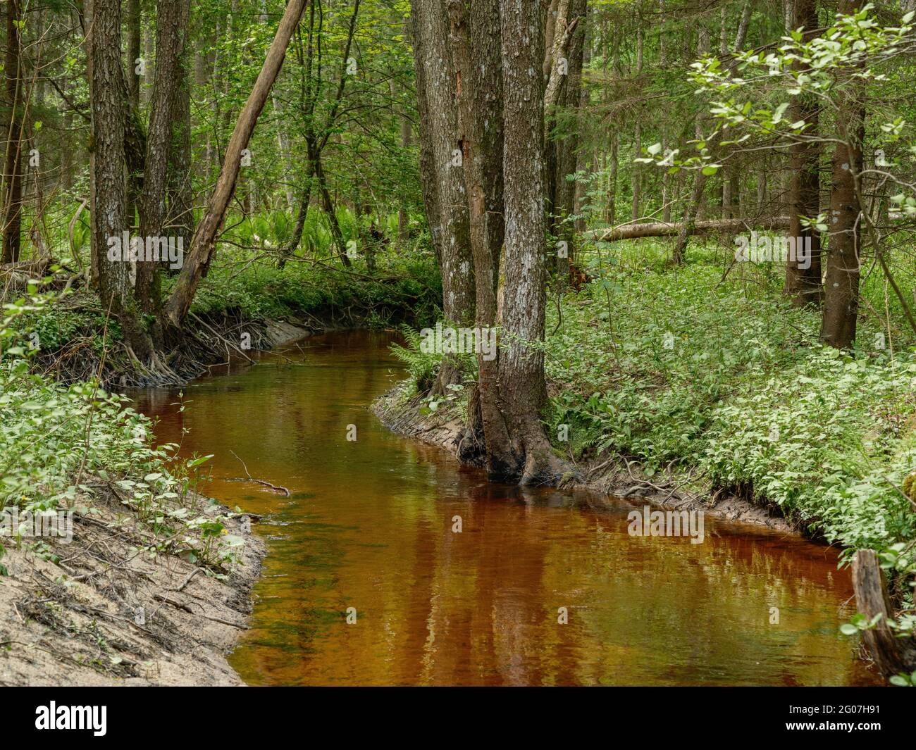 calm forest smal lriver with small waterfall from natural rocks. water ...