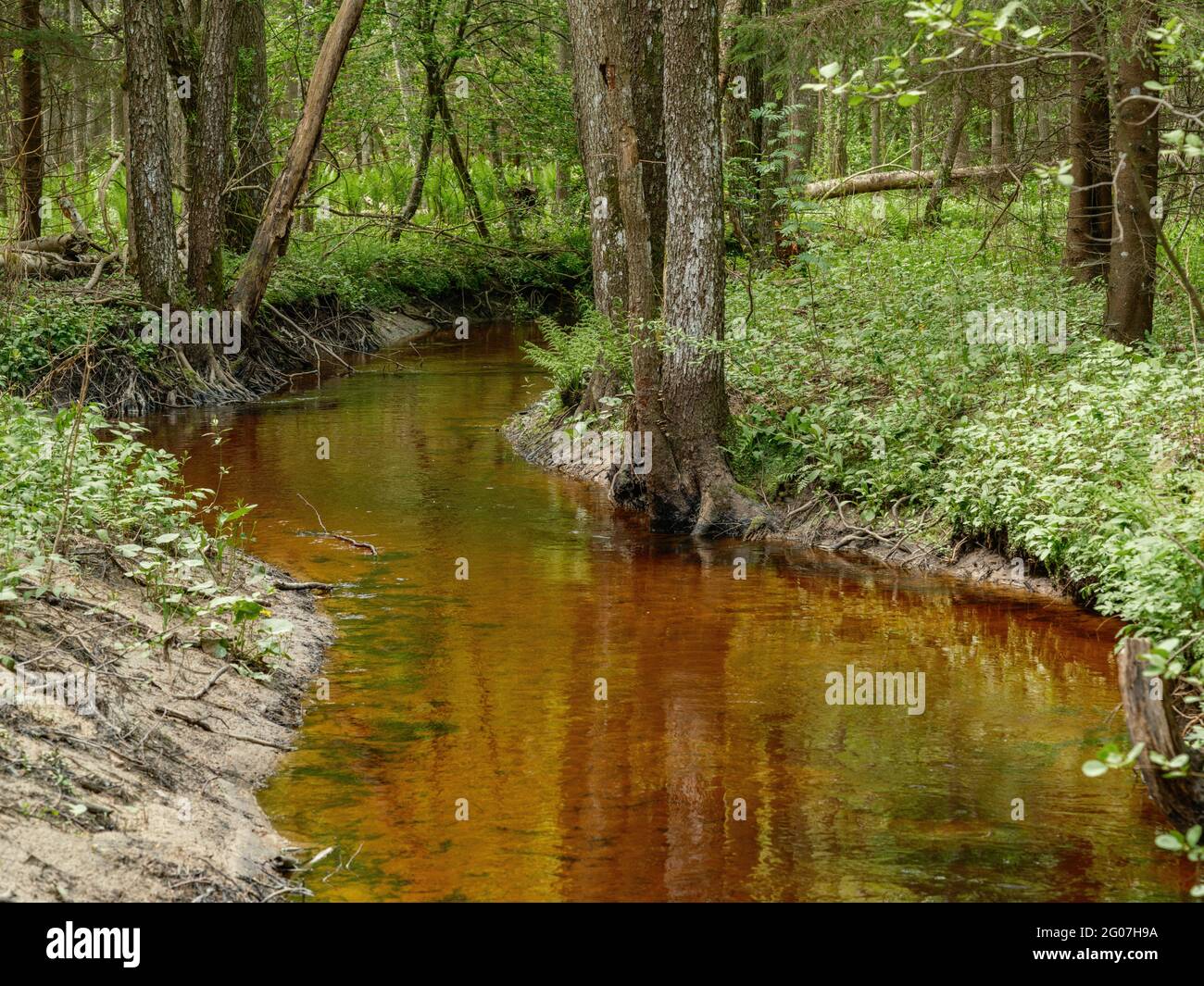 calm forest smal lriver with small waterfall from natural rocks. water ...