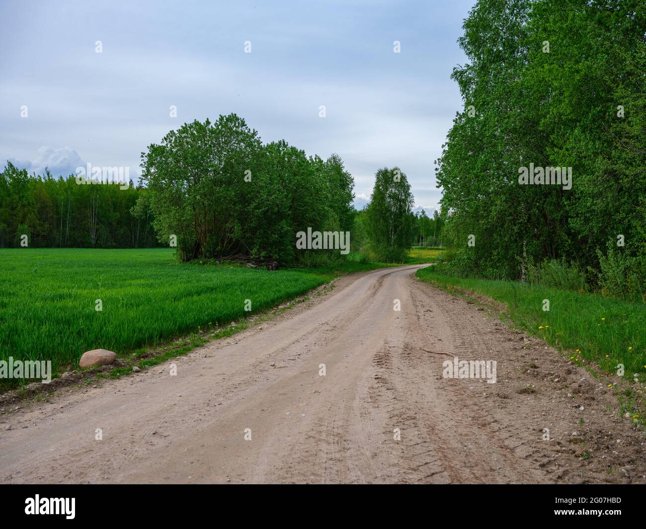 dusty gravel road in summer green fresh wet forest. perspective ahead ...
