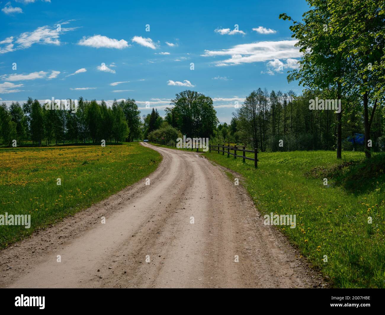 dusty gravel road in summer green fresh wet forest. perspective ahead ...