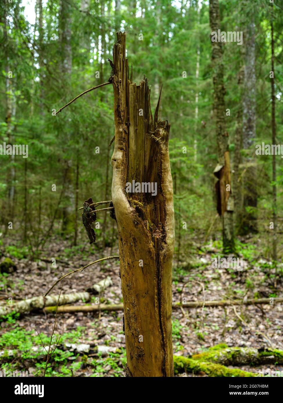 old fallen tree trunk stomp in wild forest with dry roots in the air ...
