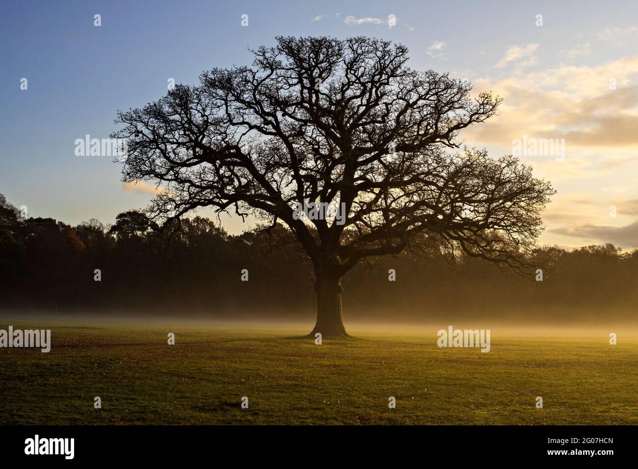 A lone oak tree on a misty late autumn morning on Southampton Common ...