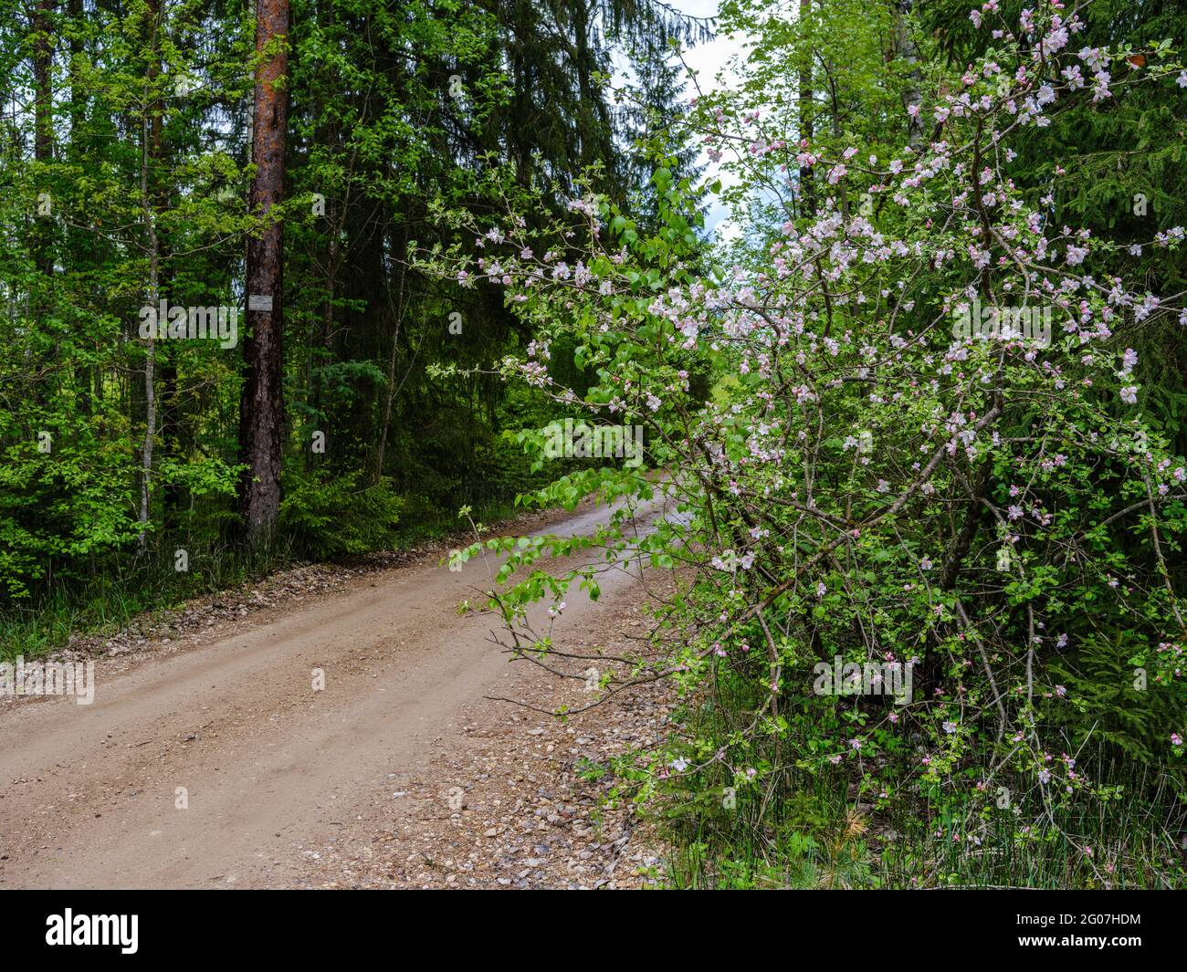 dusty gravel road in summer green fresh wet forest. perspective ahead ...