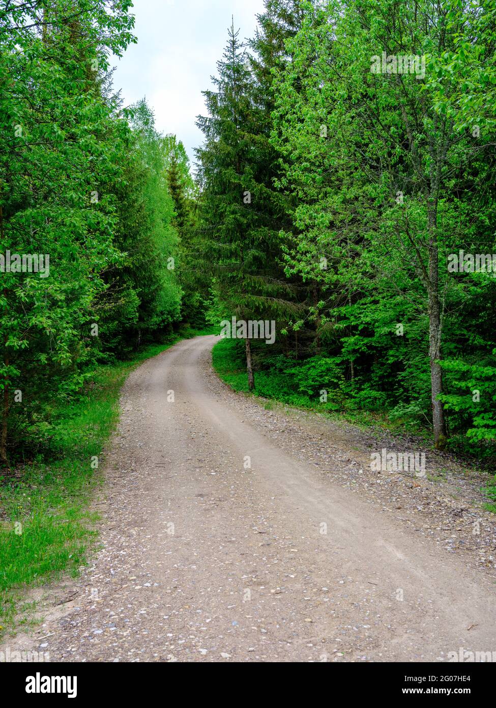 Plain wet forest road hi-res stock photography and images - Alamy