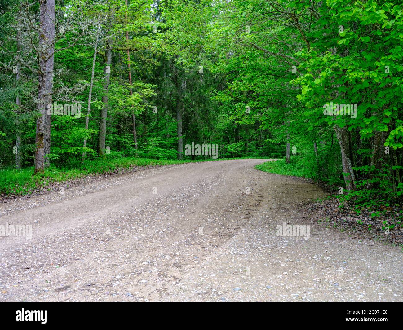 dusty gravel road in summer green fresh wet forest. perspective ahead ...