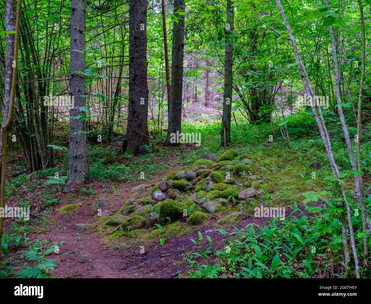 dusty gravel road in summer green fresh wet forest. perspective ahead ...