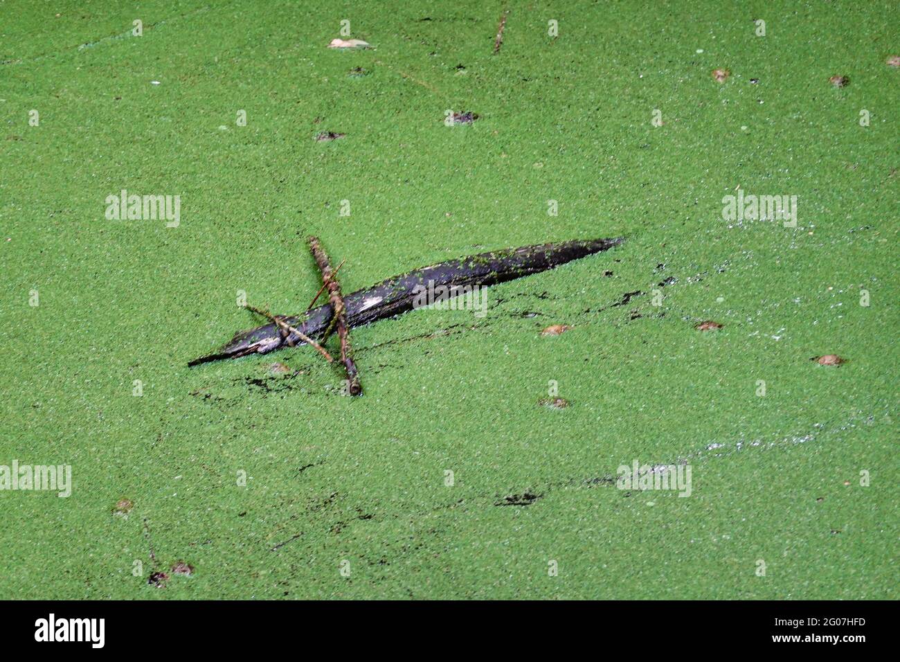 Floating tree trunk on the green algae water surface Stock Photo - Alamy