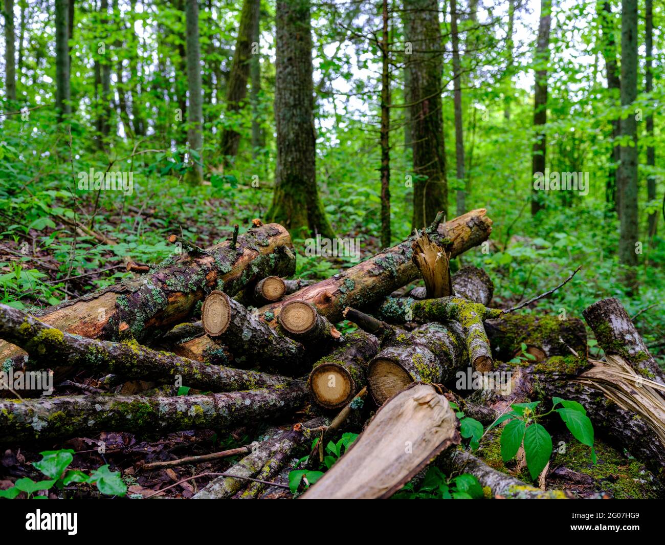 old fallen tree trunk stomp in wild forest with dry roots in the air ...