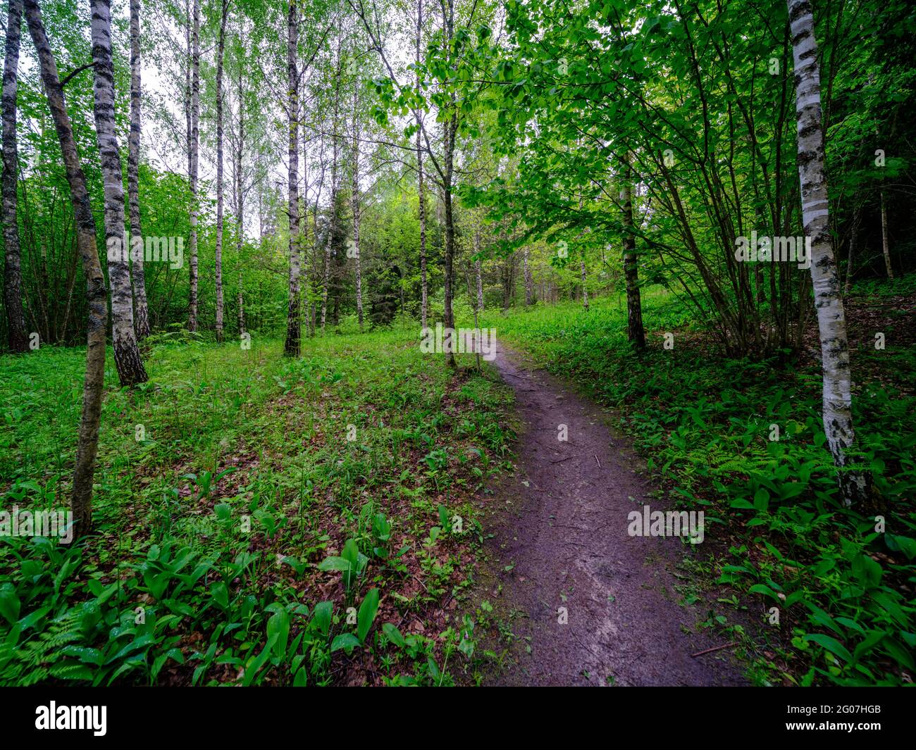 dusty gravel road in summer green fresh wet forest. perspective ahead ...