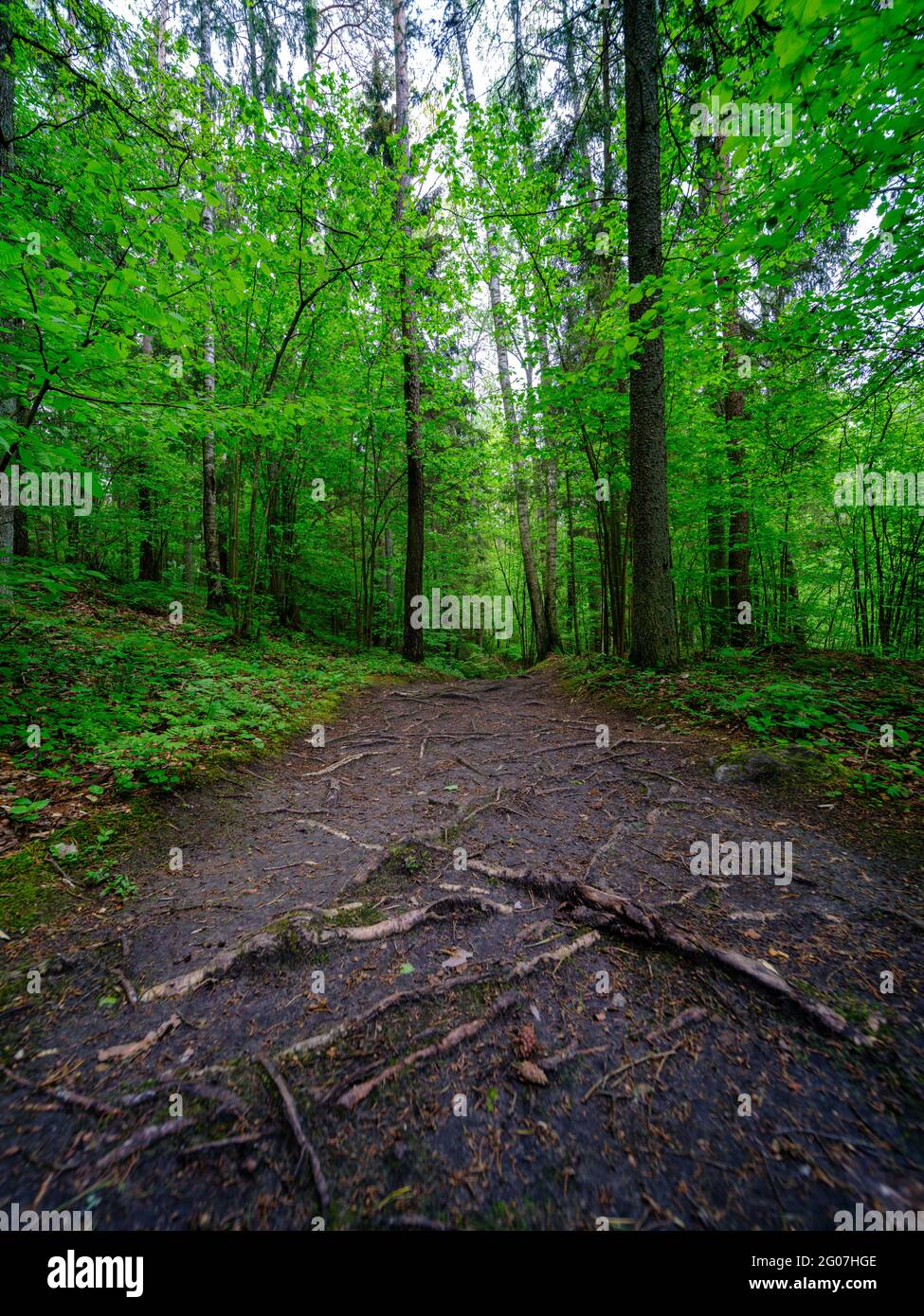 dusty gravel road in summer green fresh wet forest. perspective ahead ...