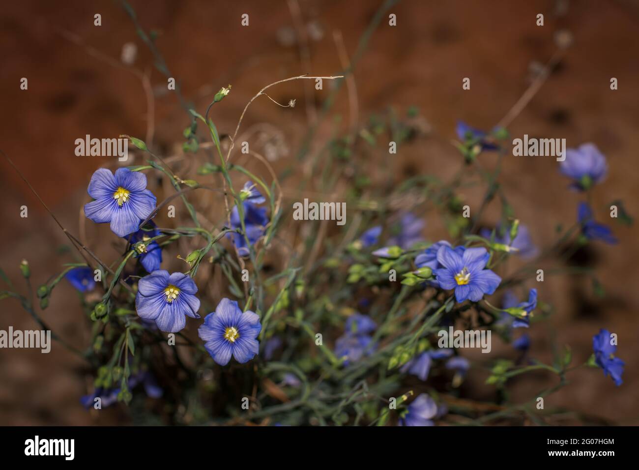 Spring blue flowers hi-res stock photography and images - Alamy