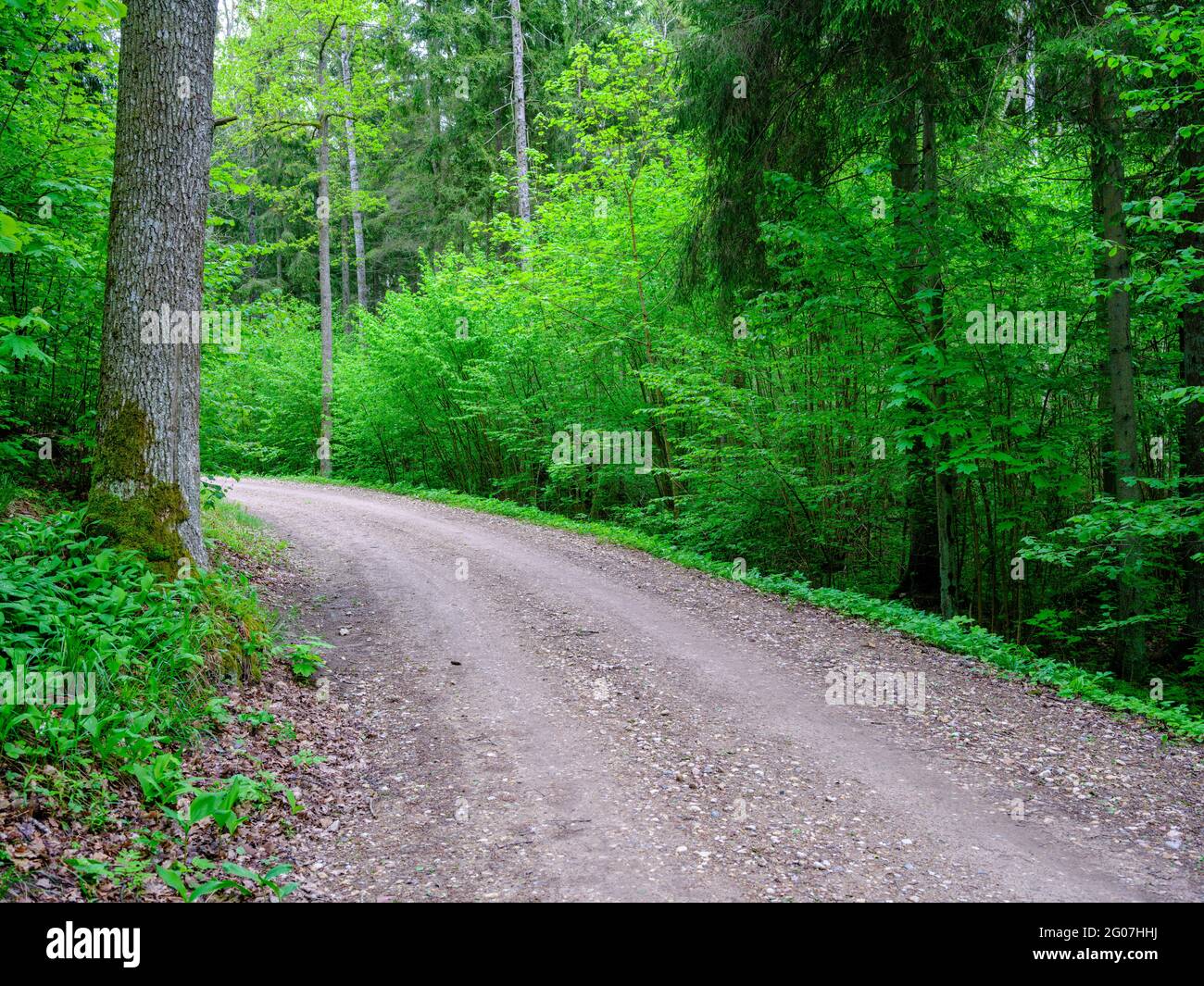 dusty gravel road in summer green fresh wet forest. perspective ahead ...