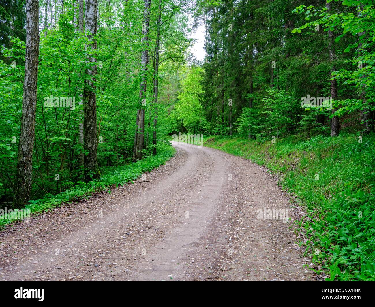 Plain wet forest road hi-res stock photography and images - Alamy