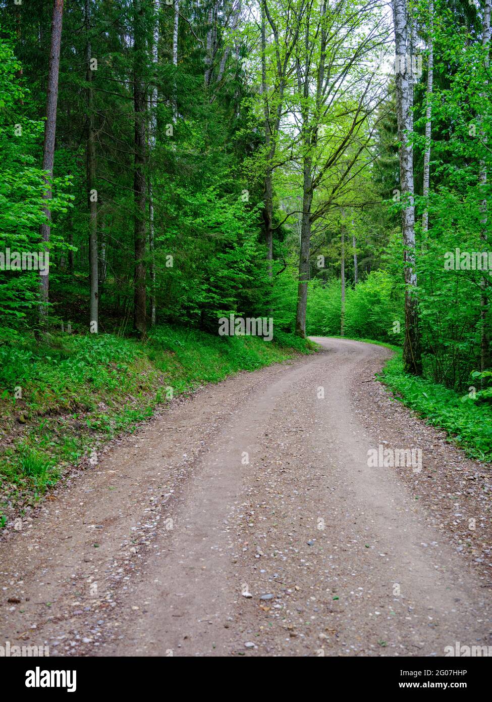 dusty gravel road in summer green fresh wet forest. perspective ahead ...