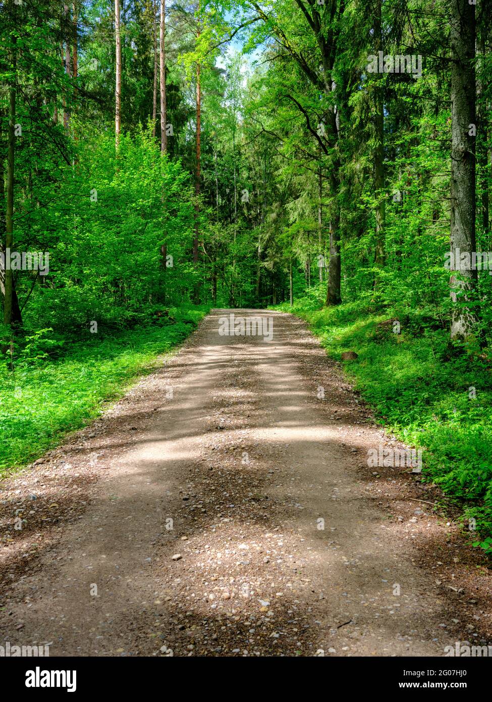 dusty gravel road in summer green fresh wet forest. perspective ahead ...