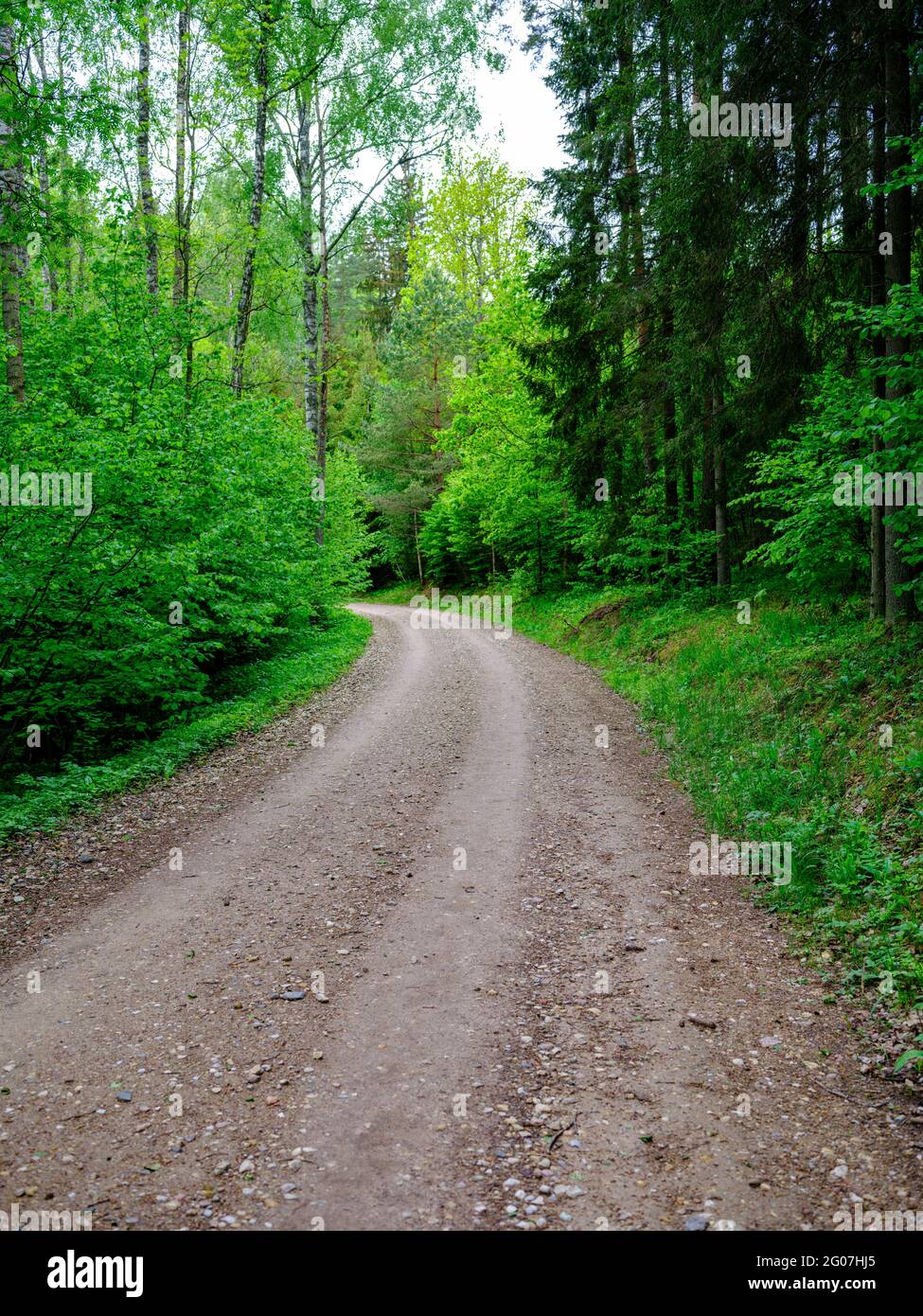 dusty gravel road in summer green fresh wet forest. perspective ahead ...