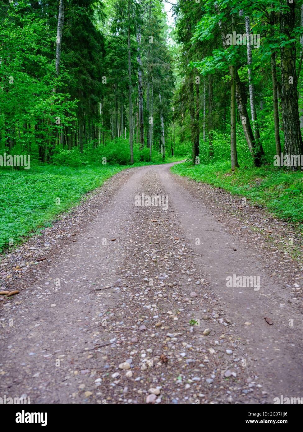 dusty gravel road in summer green fresh wet forest. perspective ahead ...