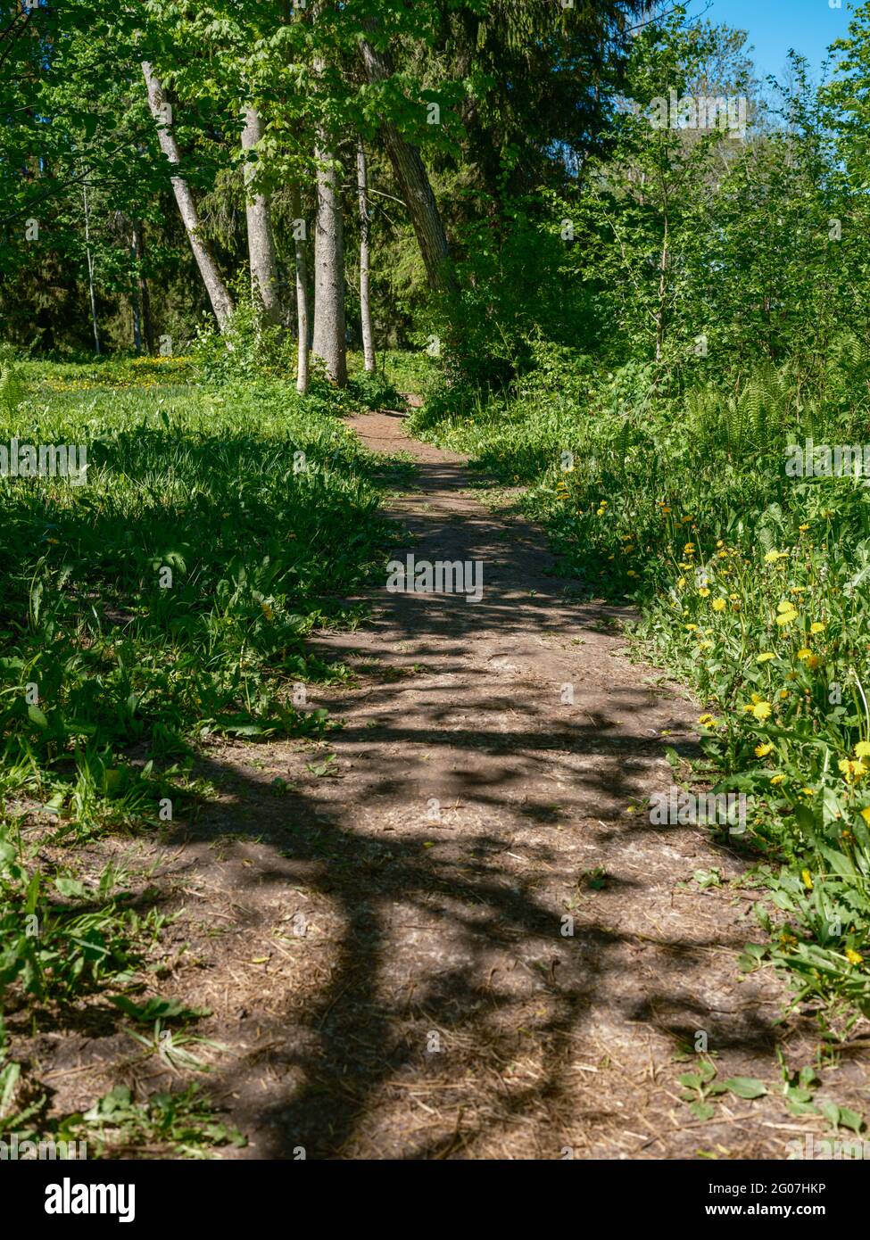 dusty gravel road in summer green fresh wet forest. perspective ahead ...