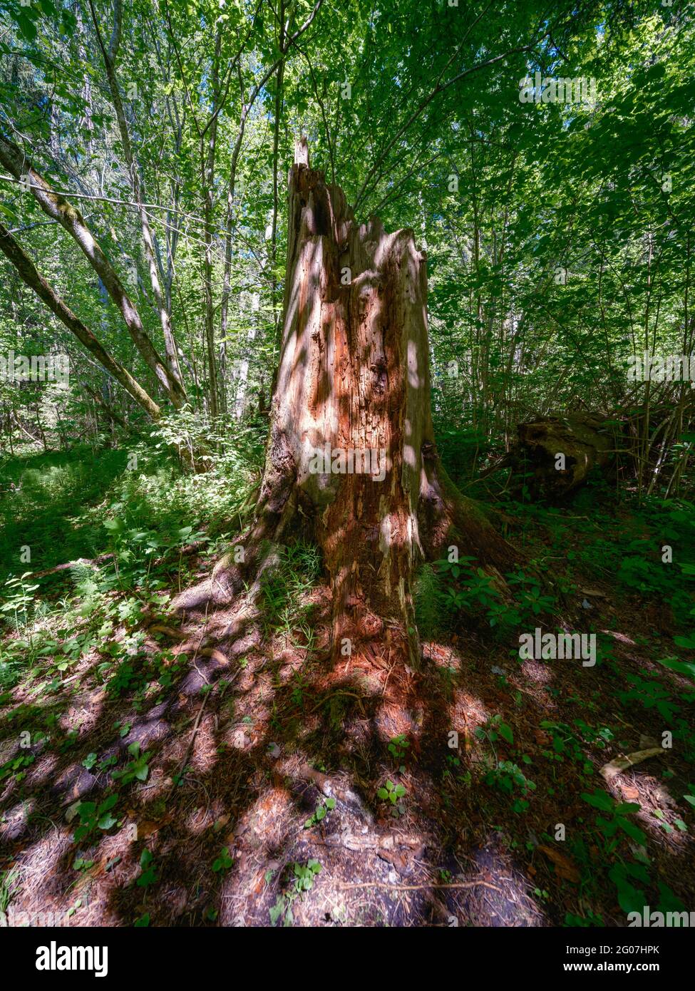 old fallen tree trunk stomp in wild forest with dry roots in the air ...