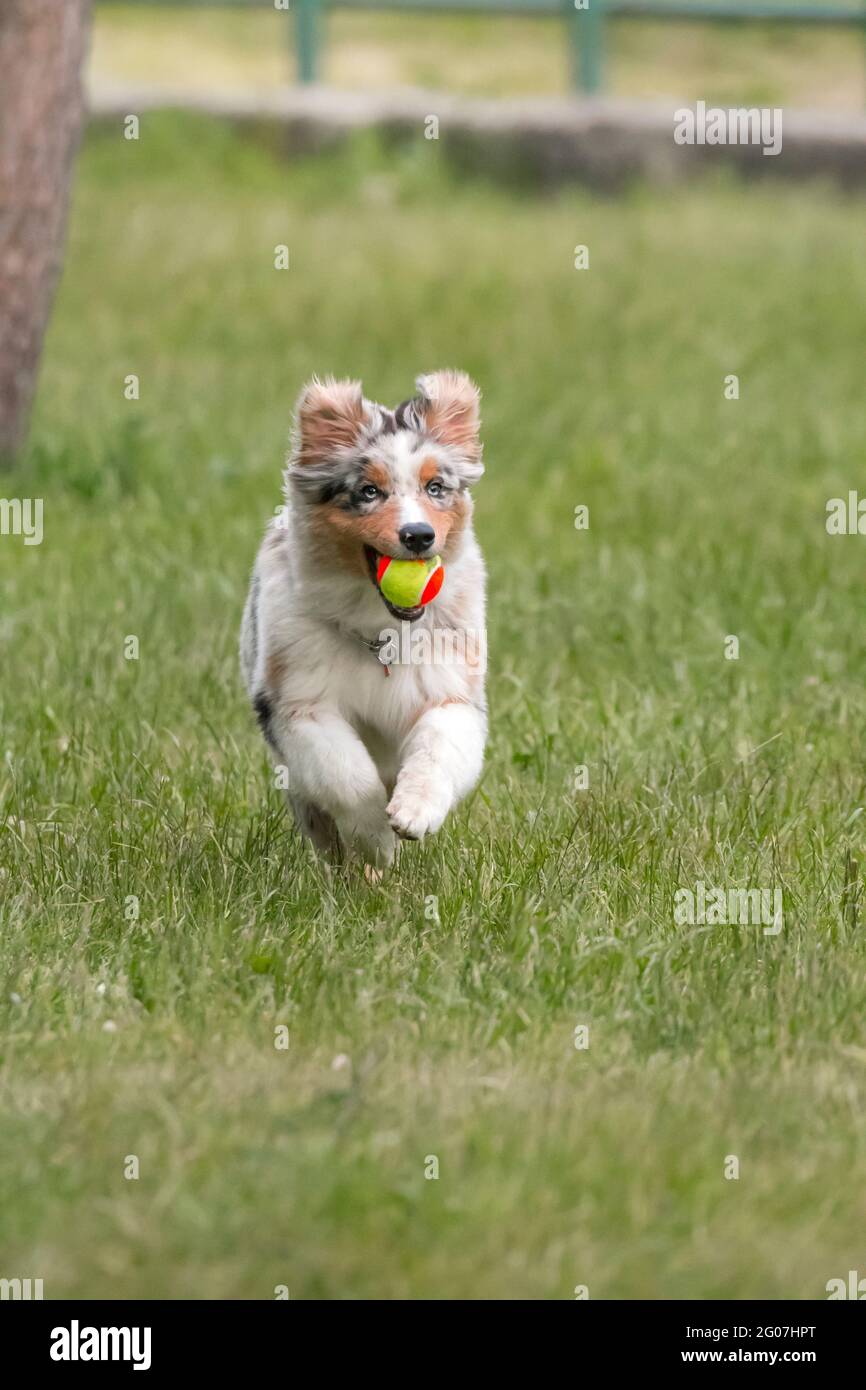 blue merle Australian shepherd puppy dog runs on the meadow of the ...