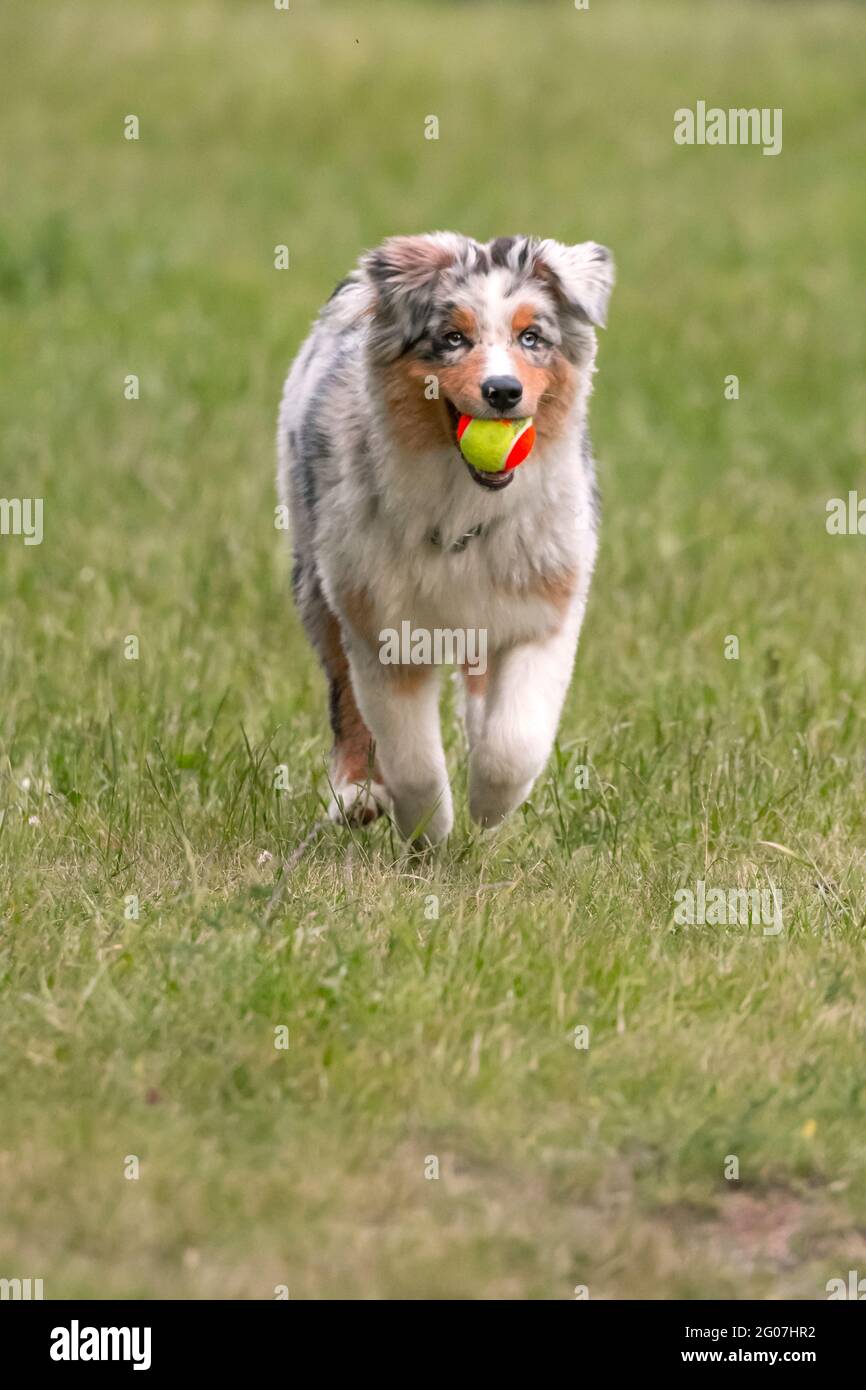 blue merle Australian shepherd puppy dog runs on the meadow of the ...