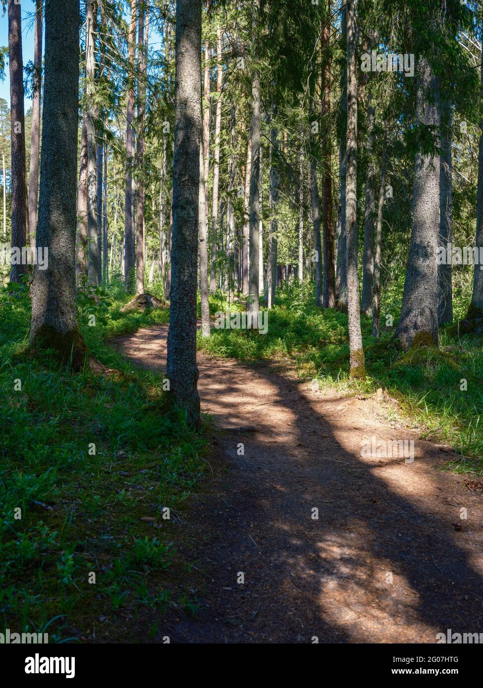dusty gravel road in summer green fresh wet forest. perspective ahead ...